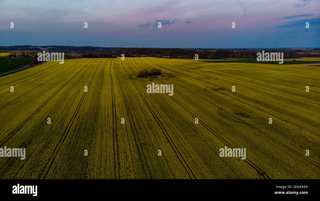 Aerial drone look to green and yellow fields at sunset Stock Photo - Alamy