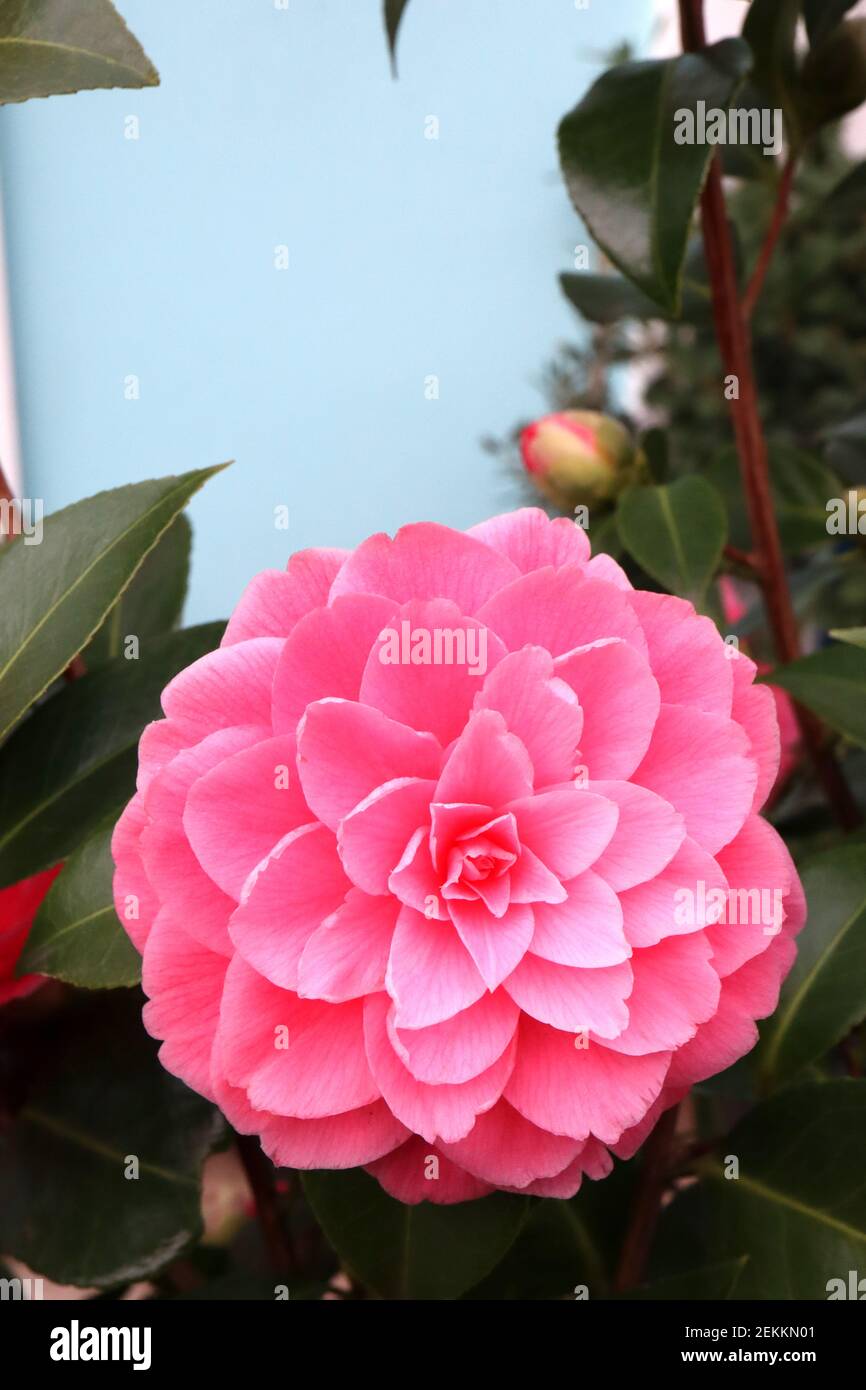 Camellia japonica ‘Pink Perfection’ Pink Perfection camellia – formal double medium pink flowers ...