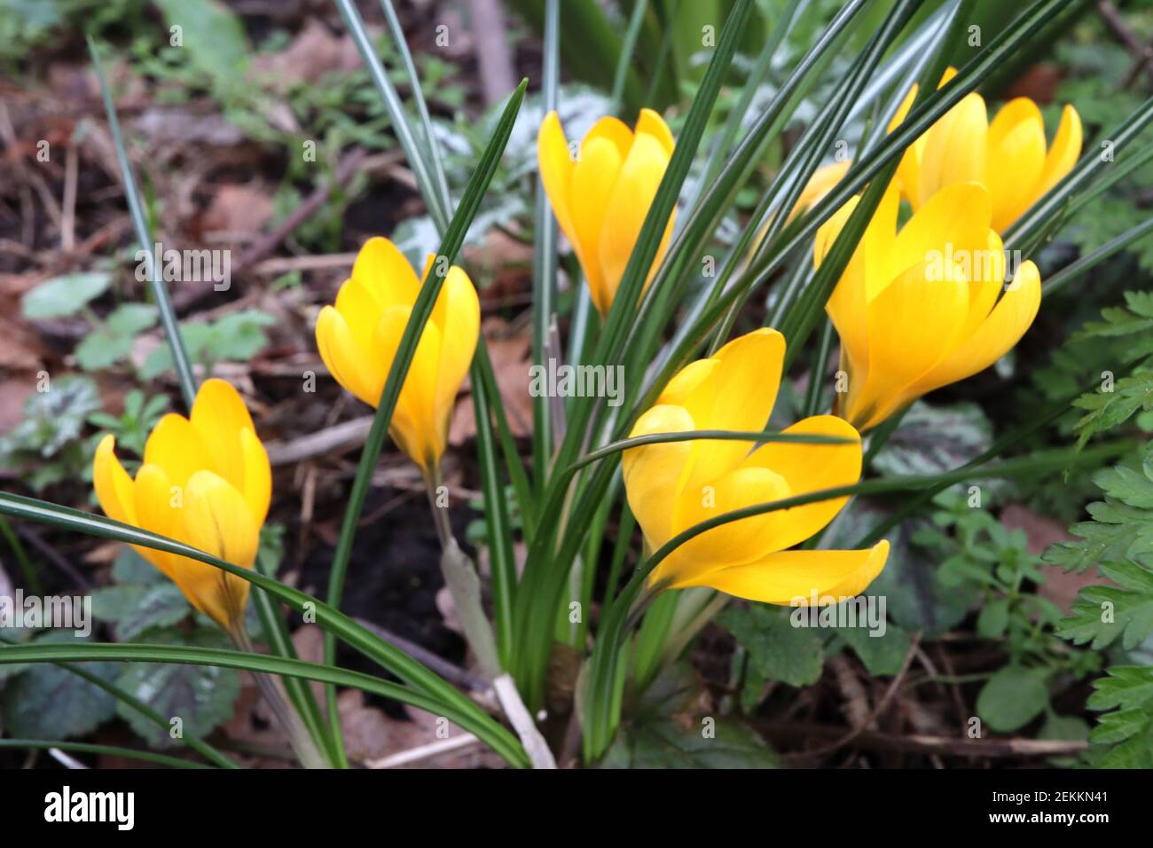 Crocus chrysanthus ‘Golden’ Golden crocus – budding yellow flowers with ...