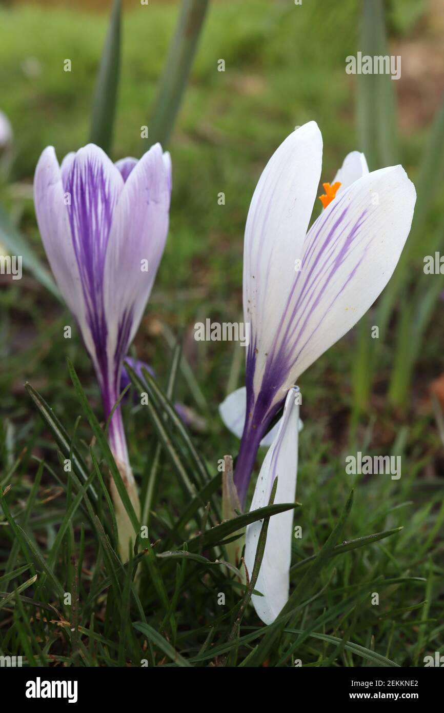 Purple and white striped flower hi-res stock photography and images - Alamy
