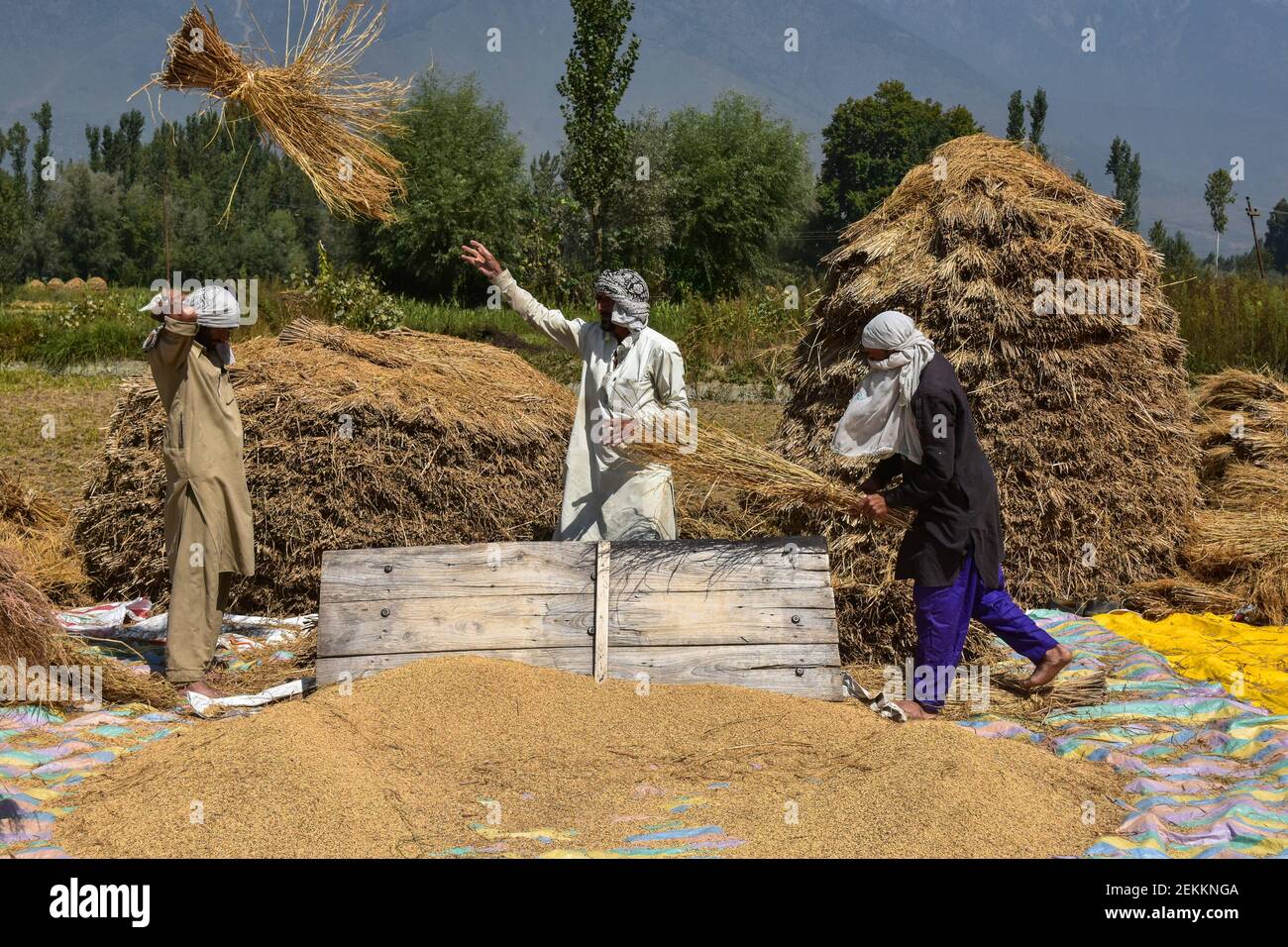 Kashmiri farmers work in the field during the rice harvest season on ...