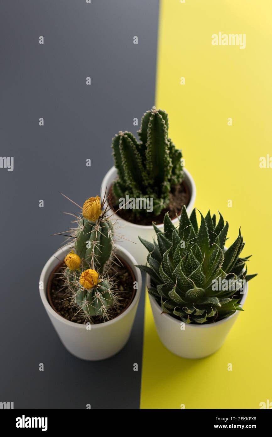 Three cactus forming a triangle, focused in the first two ones, over ...