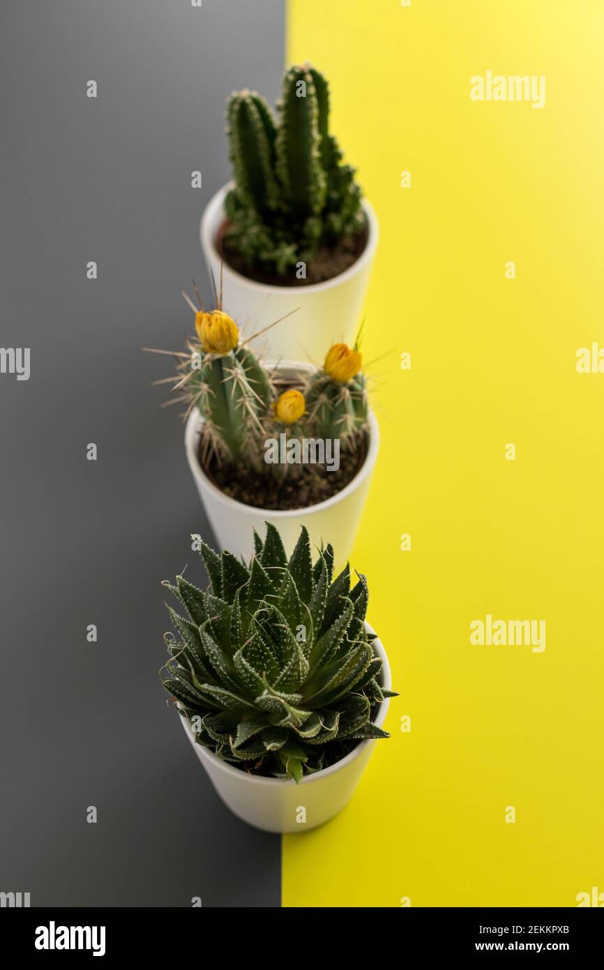 Three cactus in a row, focused in the first one, over the pantone ...