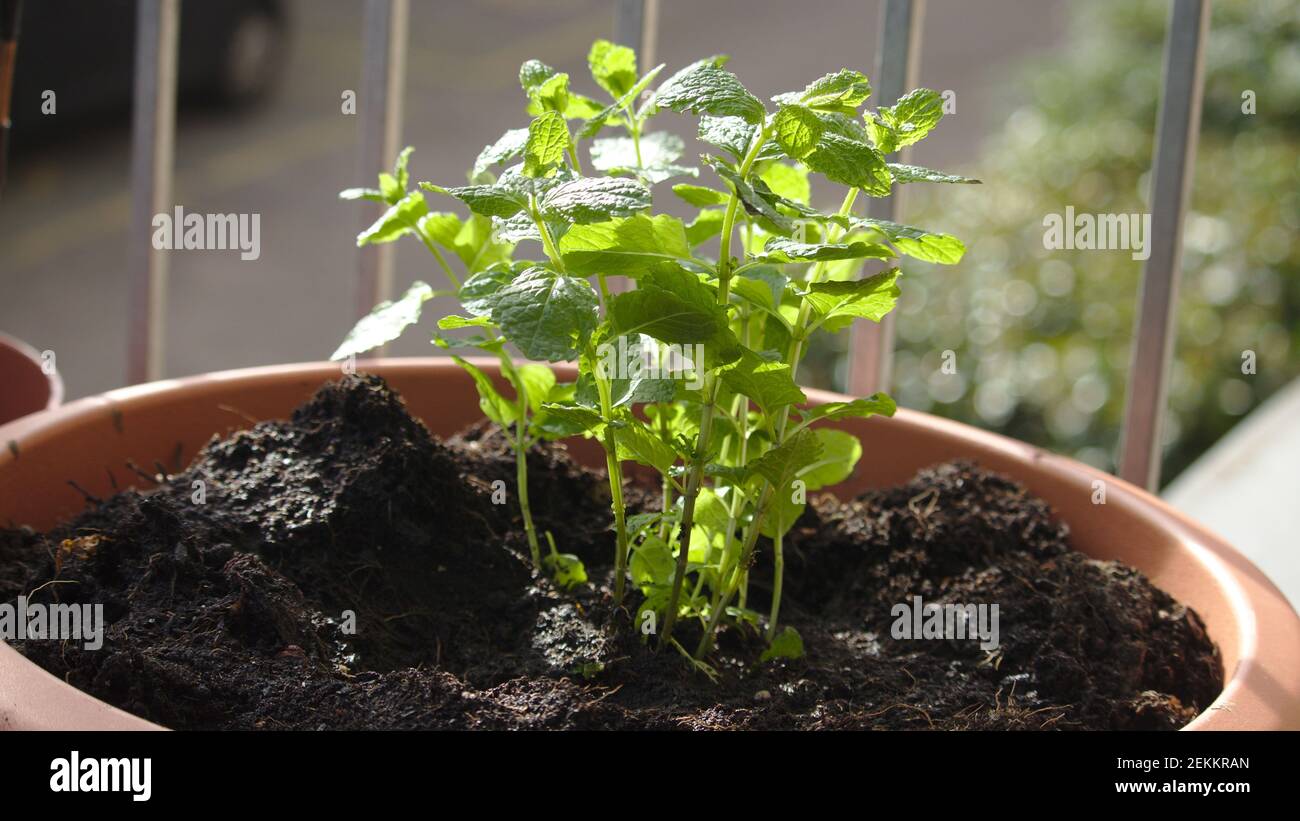 Mint plant in container Stock Photo - Alamy