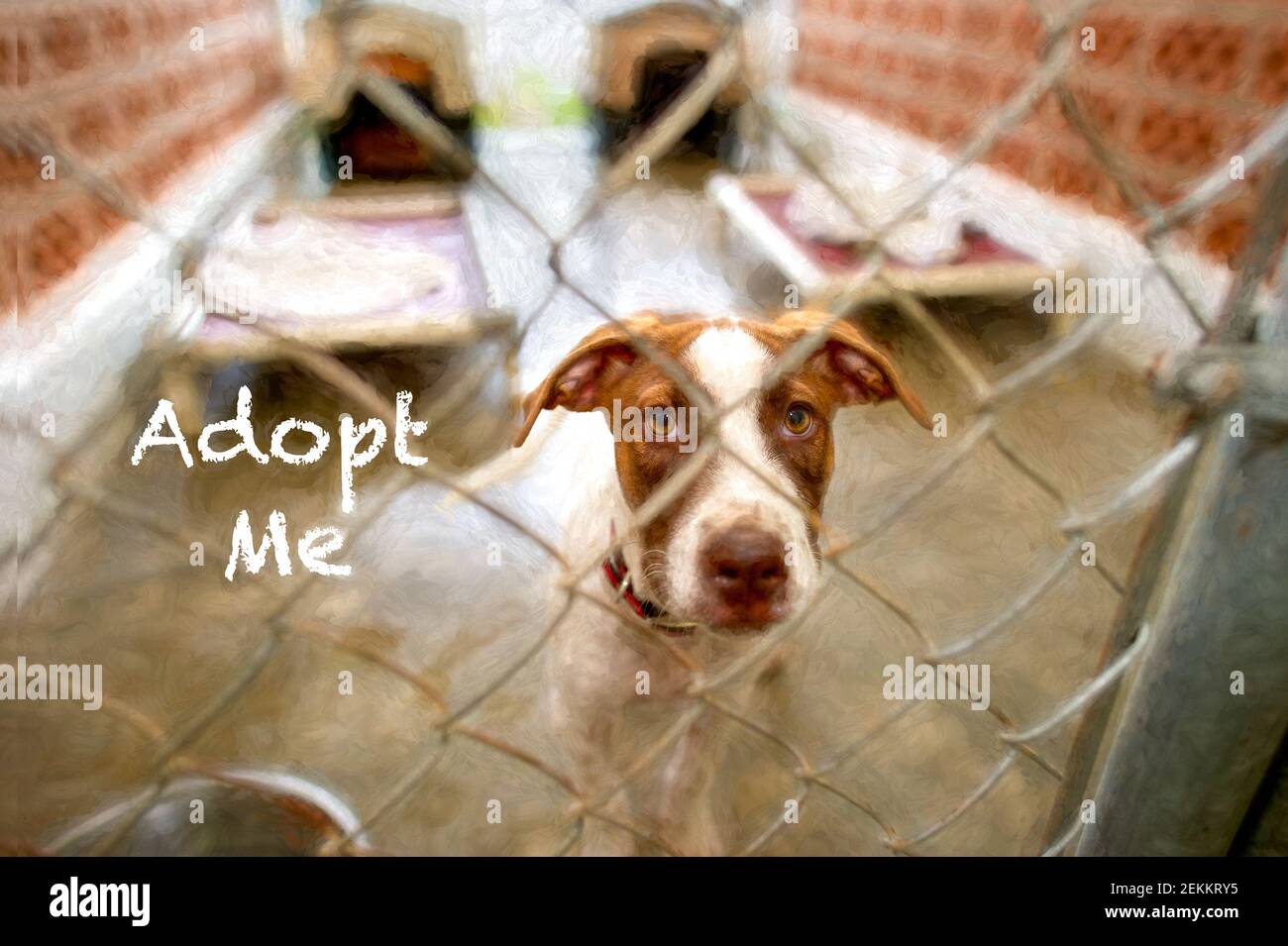 Adopt me dog hi-res stock photography and images - Alamy