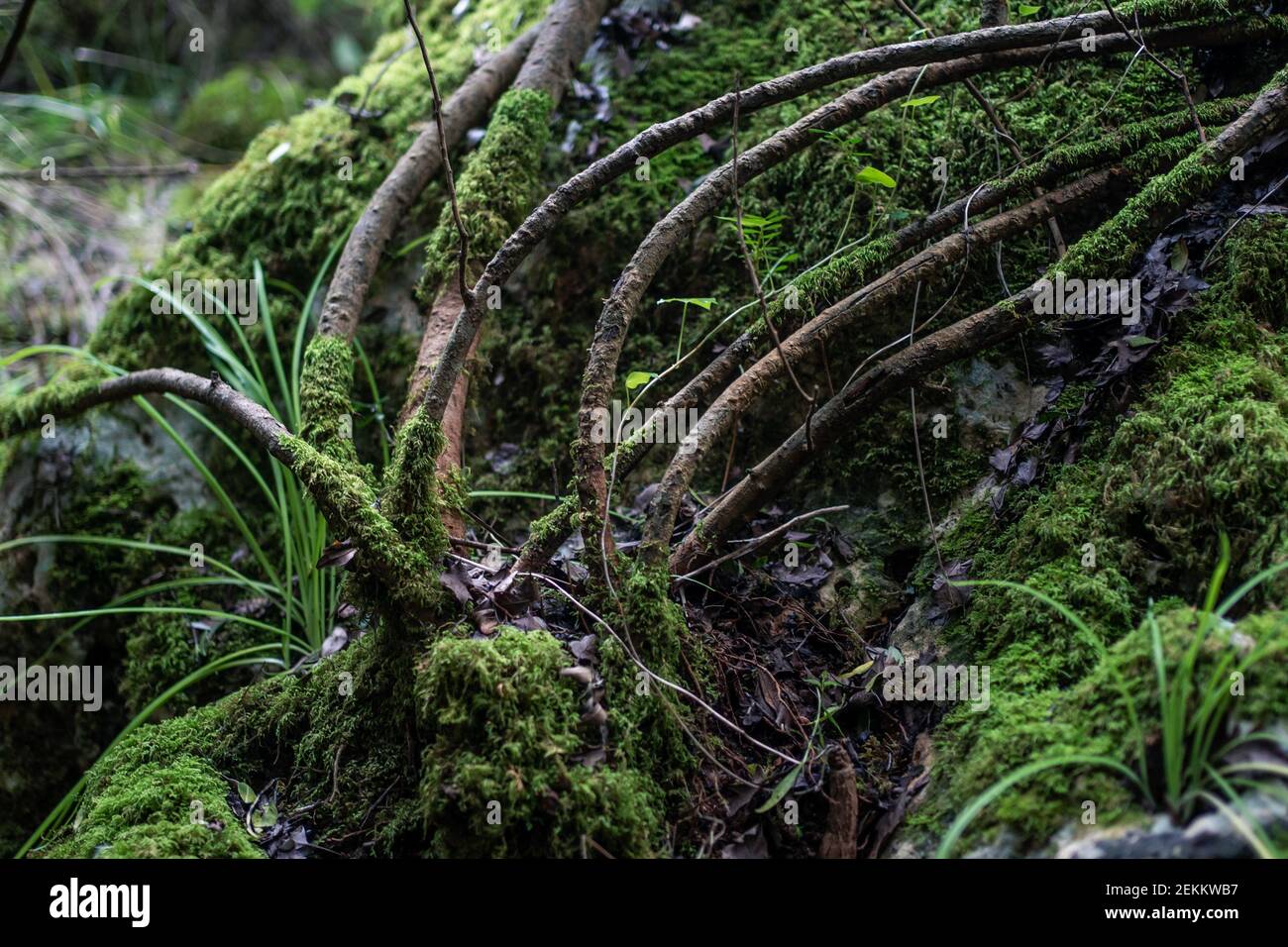 Clover Roots High Resolution Stock Photography and Images - Alamy