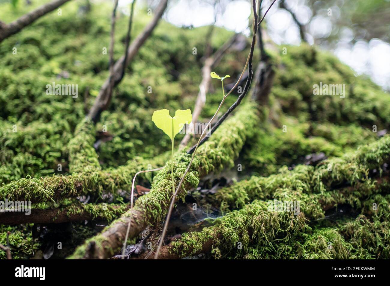 Clover roots hi-res stock photography and images - Alamy