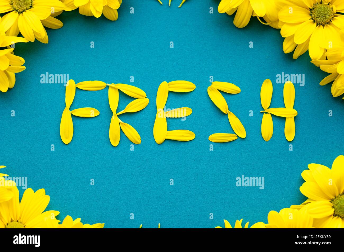 word fresh laid out bright yellow natural flowers petals on blue ...