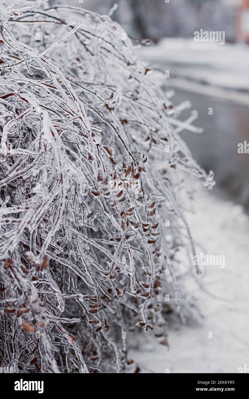 Ice covered tree branches from an ice storm. Icicles are forming from ...