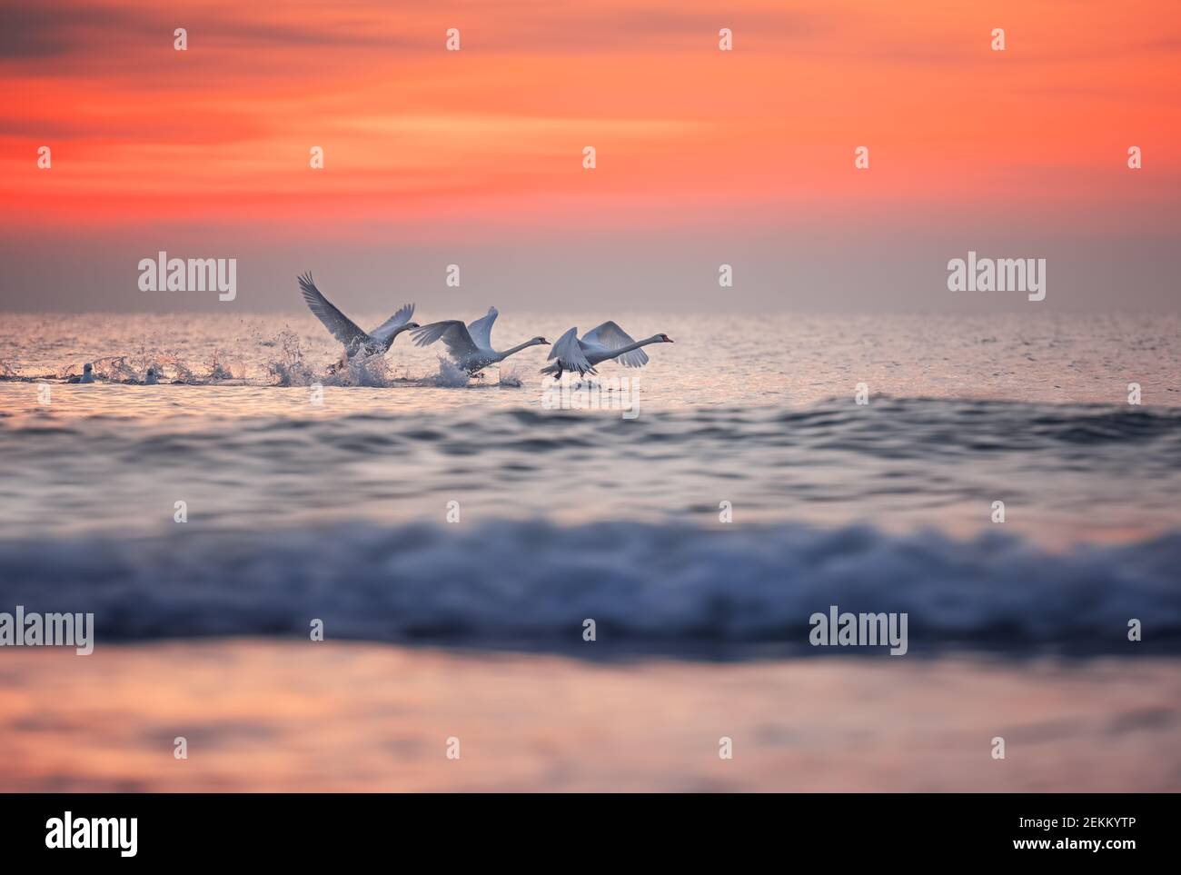 Flying swans hi-res stock photography and images - Alamy