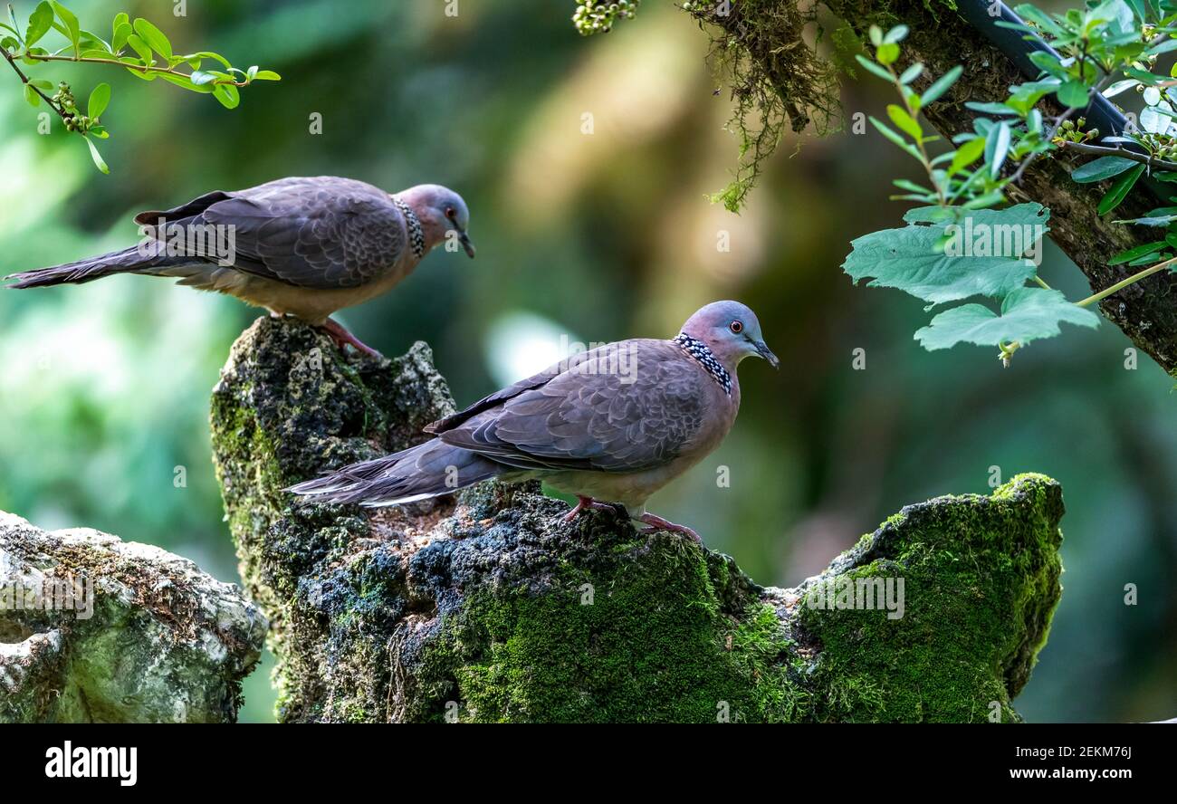 CHONGQING, CHINA - SEPTEMBER 21, 2020 - All kinds of birds in Jinfo ...