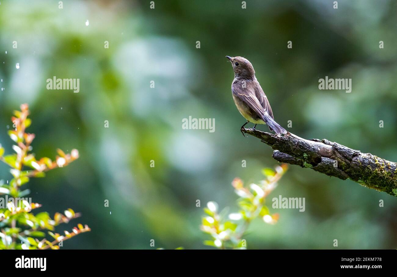 CHONGQING, CHINA - SEPTEMBER 21, 2020 - All kinds of birds in Jinfo ...