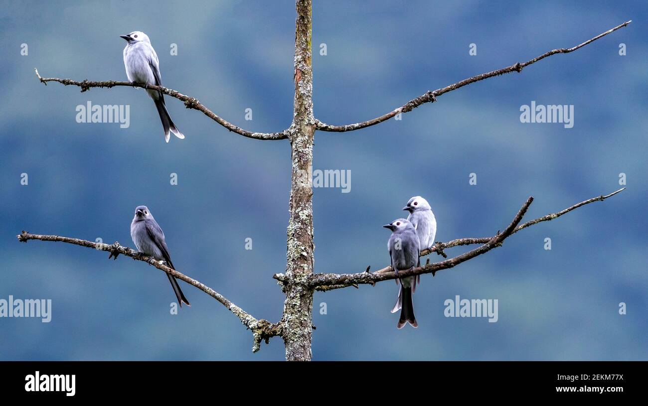 CHONGQING, CHINA - SEPTEMBER 21, 2020 - All kinds of birds in Jinfo ...