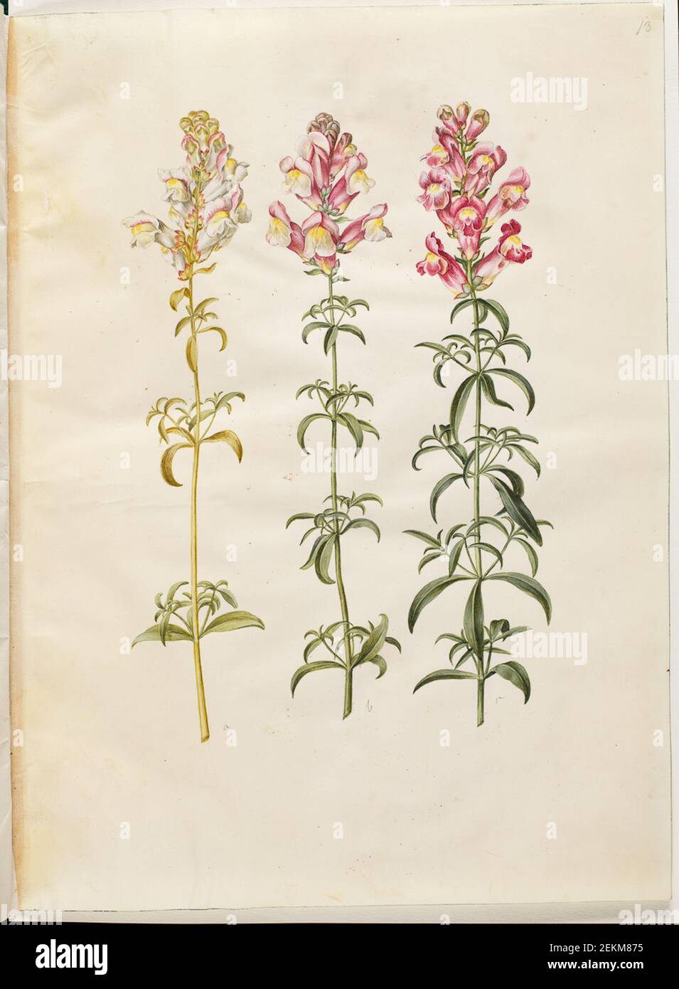 Hans Simon Holtzbecker (1620-1671); Maria Sibylla Merian (1647-1717 ...