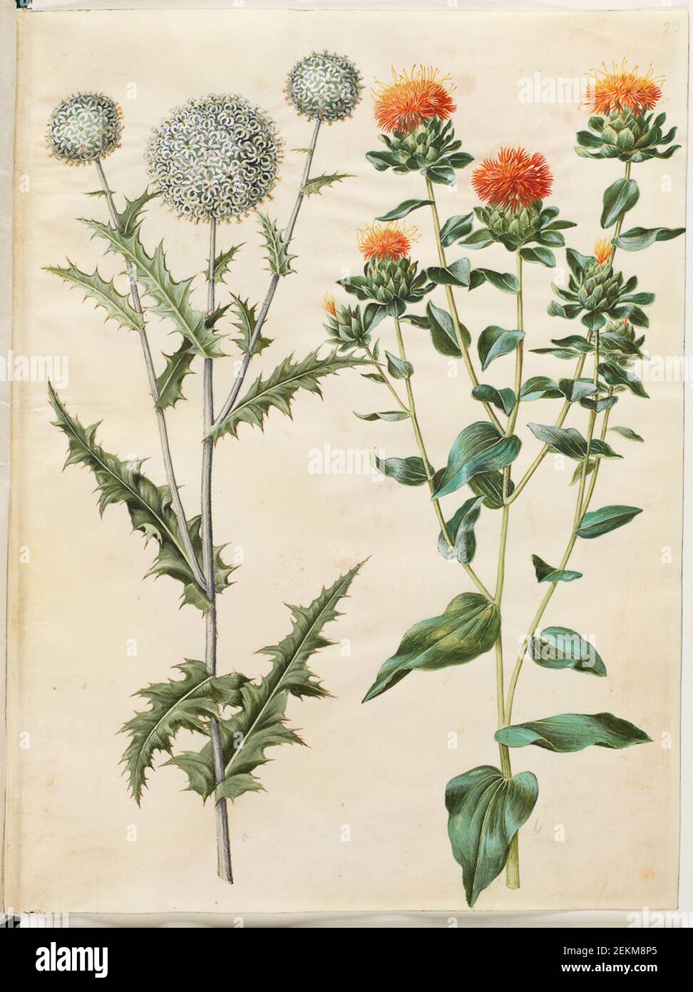 Hans Simon Holtzbecker (1620-1671); Maria Sibylla Merian (1647-1717 ...