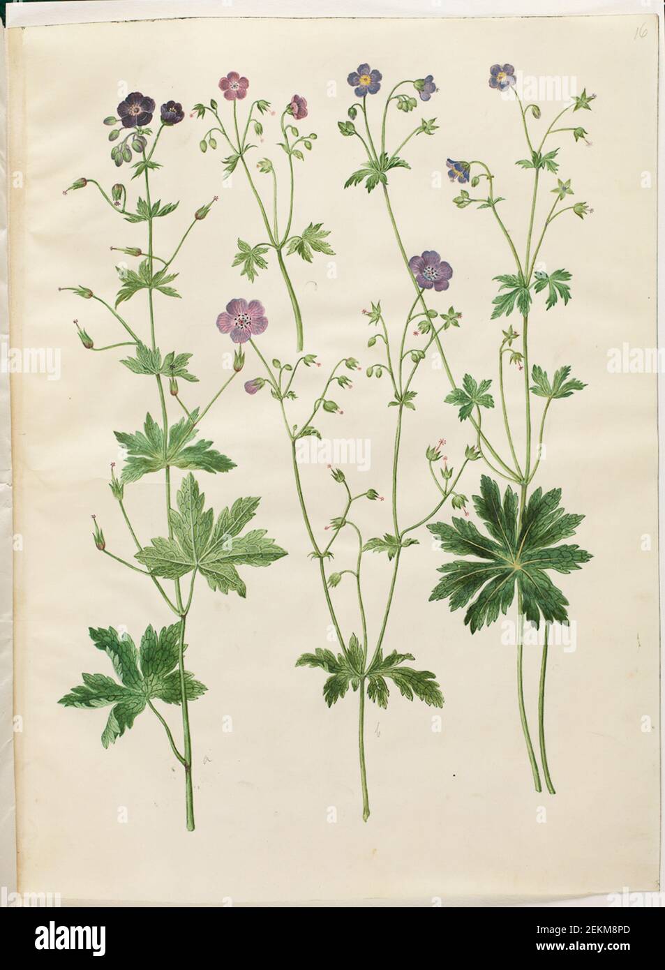 Hans Simon Holtzbecker (1620-1671); Maria Sibylla Merian (1647-1717 ...