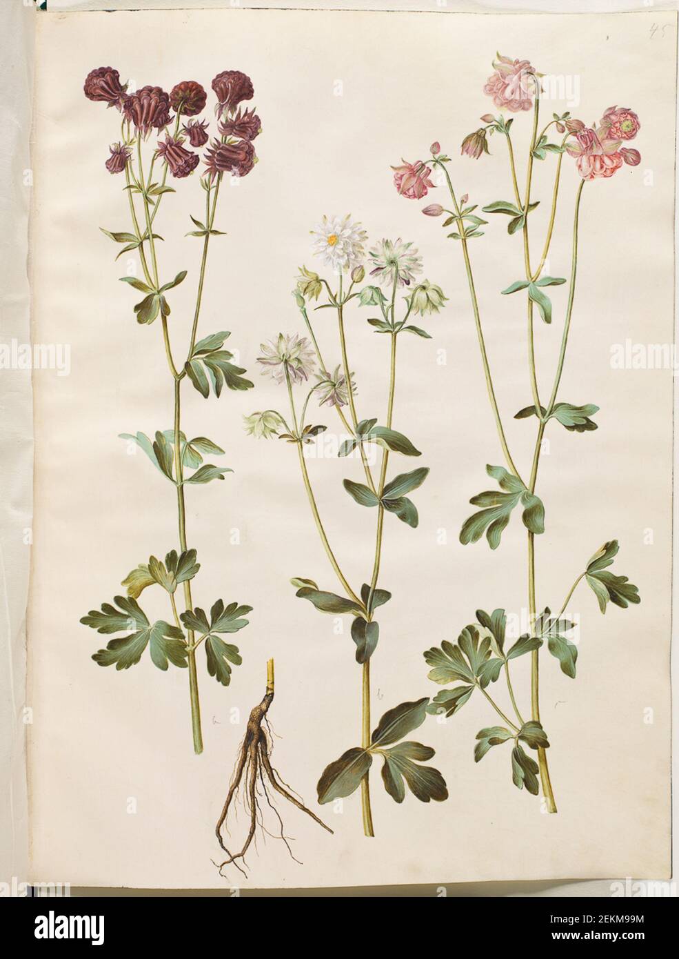 Hans Simon Holtzbecker (1620-1671); Maria Sibylla Merian (1647-1717 ...