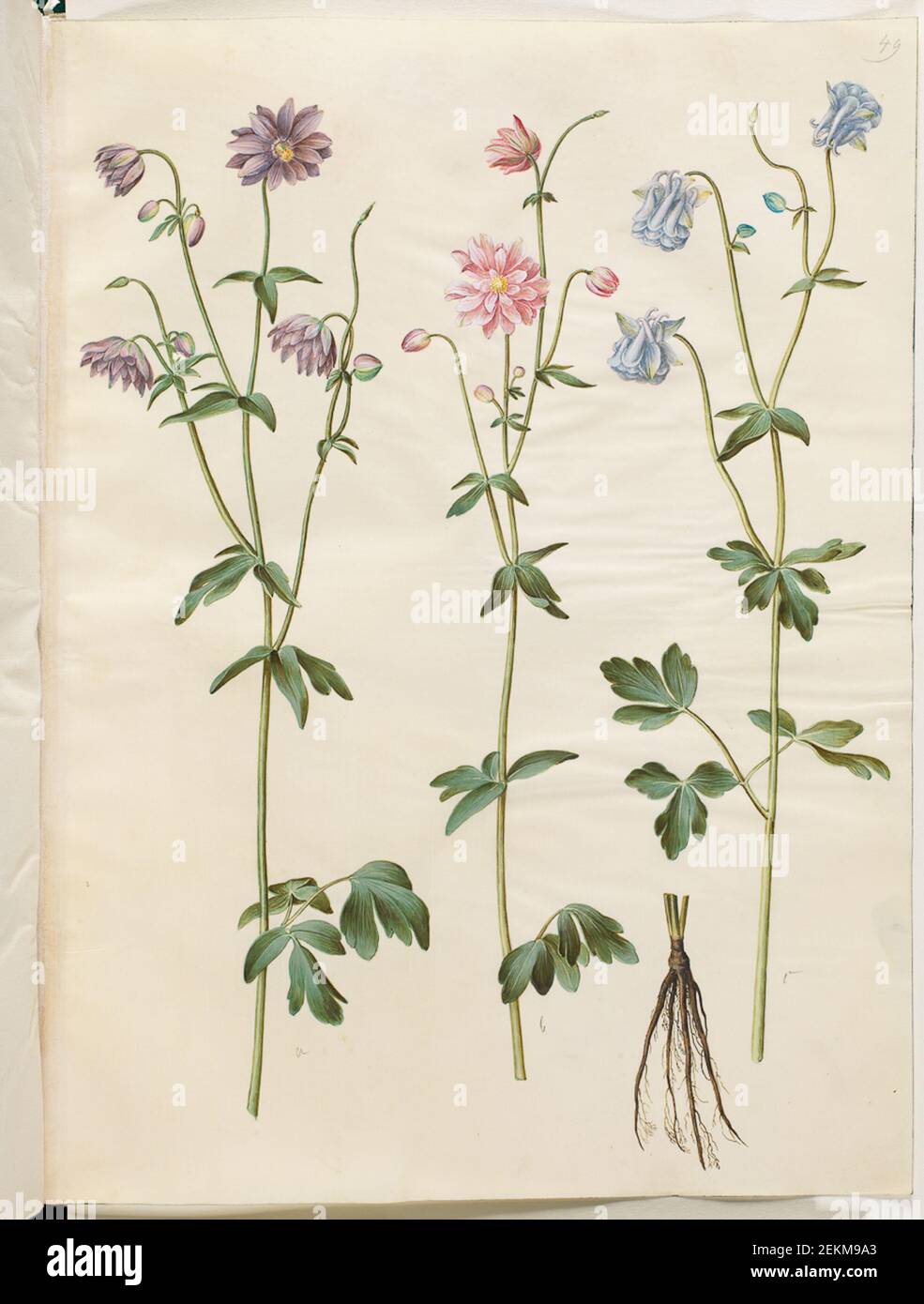 Hans Simon Holtzbecker (1620-1671); Maria Sibylla Merian (1647-1717 ...