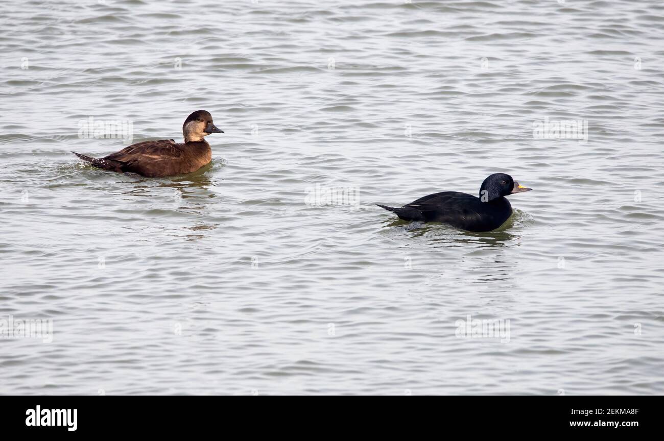 Common Scoter High Resolution Stock Photography and Images - Alamy