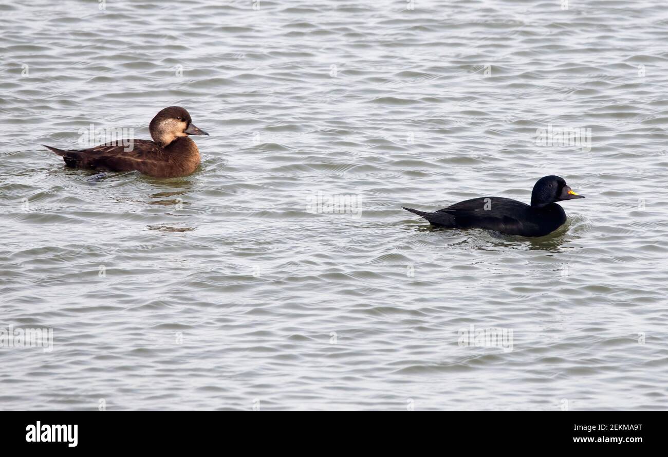 Common Scoter (Melanitta nigra Stock Photo - Alamy