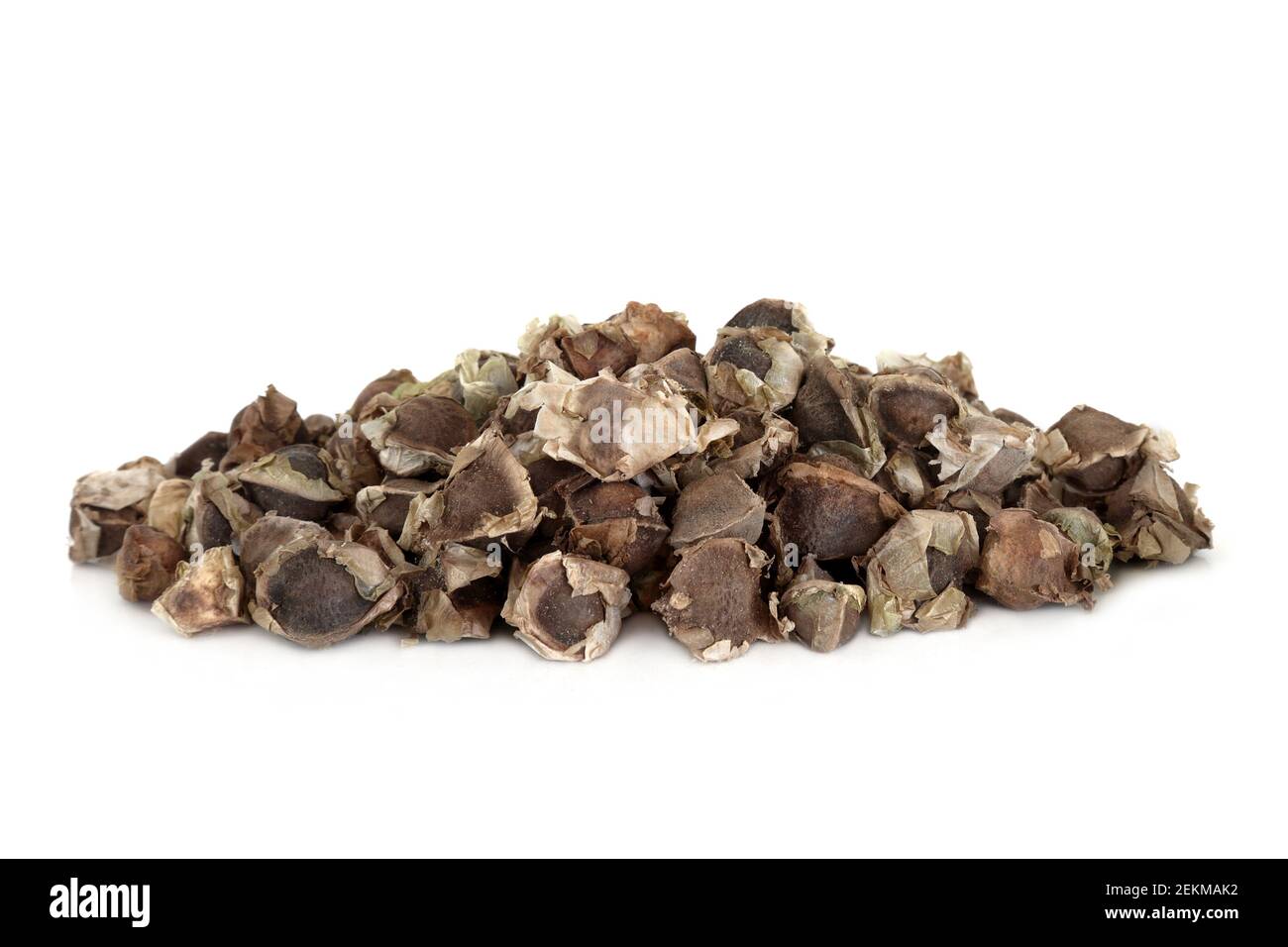 Moringa oliefera herb seed used in herbal medicine to treat arthritis ...