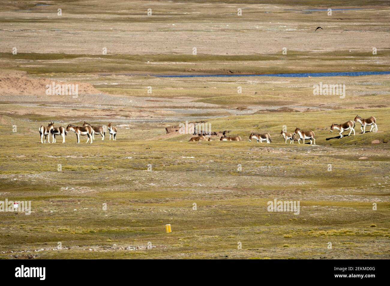YUSHU, CHINA - SEPTEMBER 23, 2020 - Tibetan antelope in Hoh Xil ...