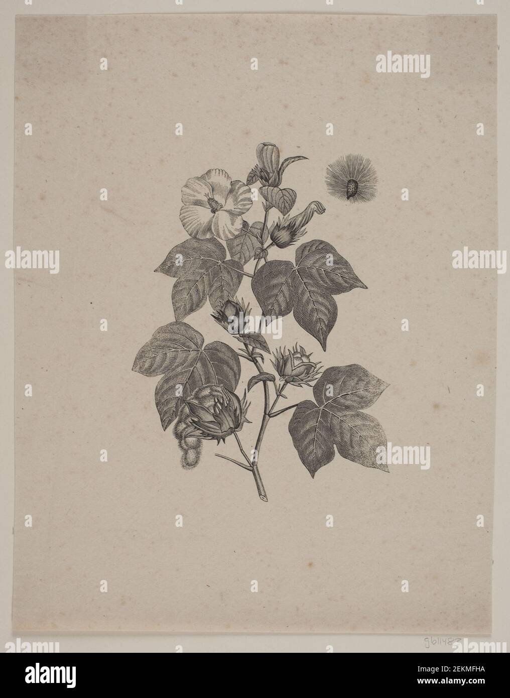 Cotton plant drawing hi-res stock photography and images - Alamy