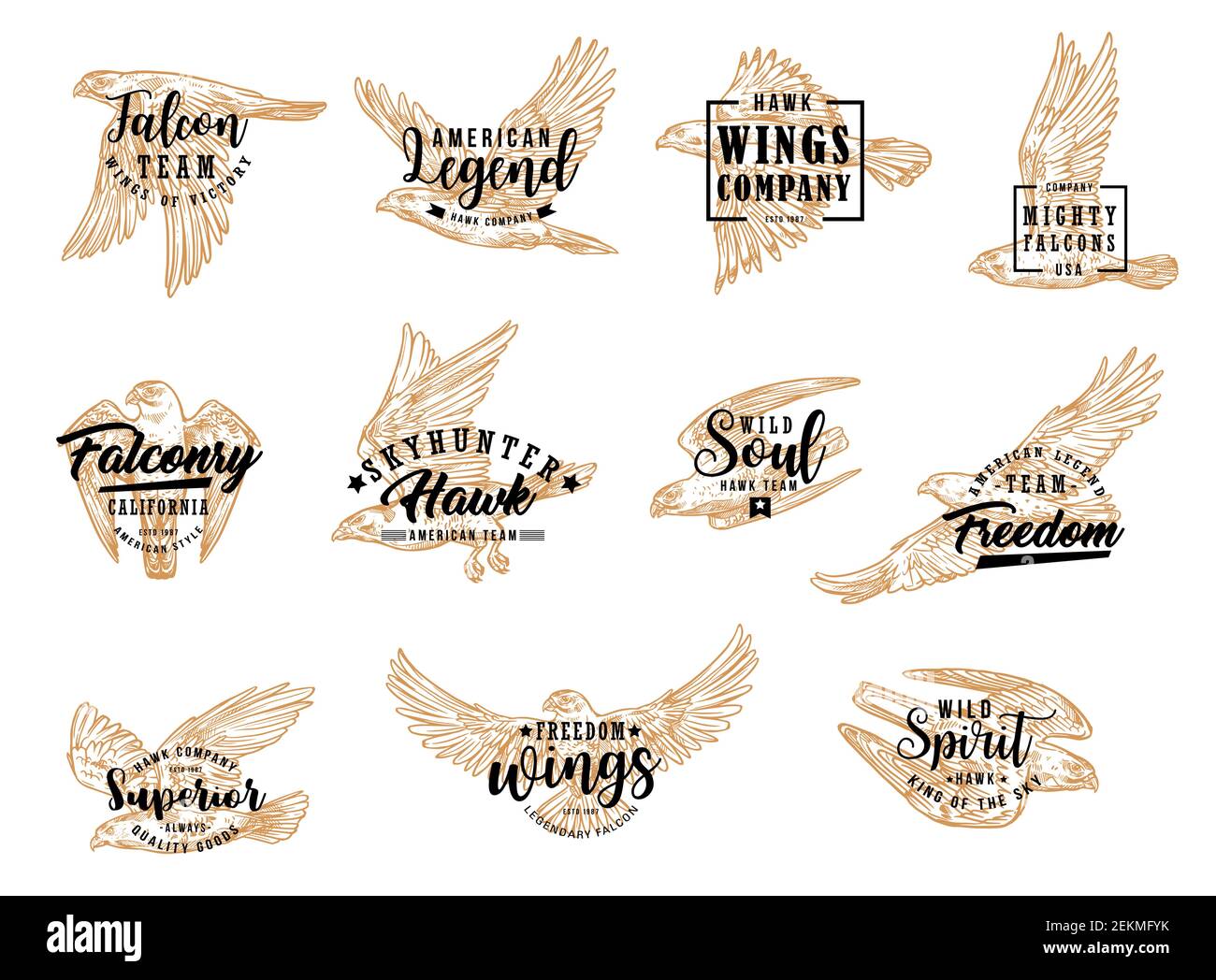 Falcon and eagle bird, isolated sketch icons. Vector hunting club ...