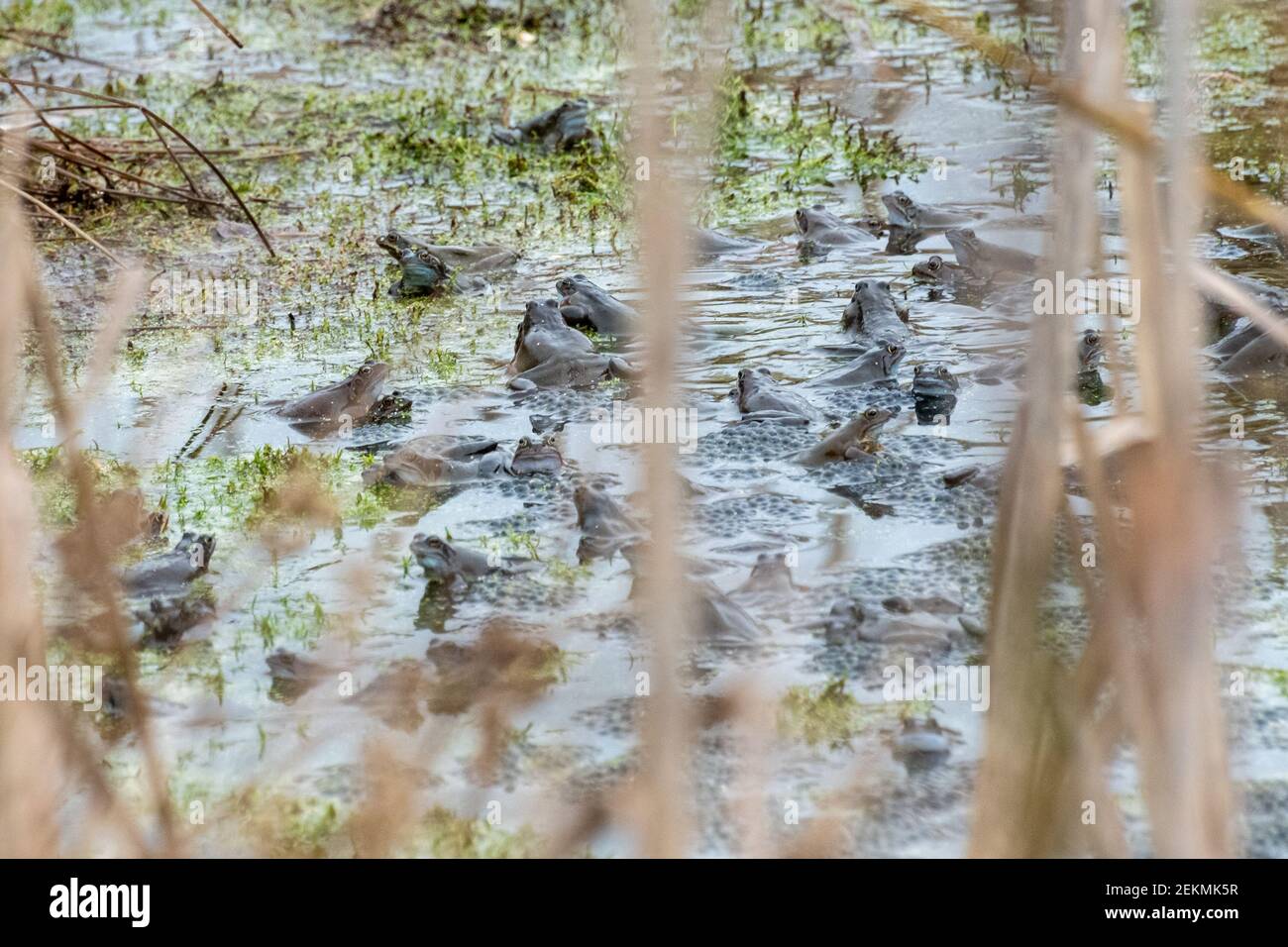 Many common frogs (Rana temporaria) and frog spawn in a breeding pond ...