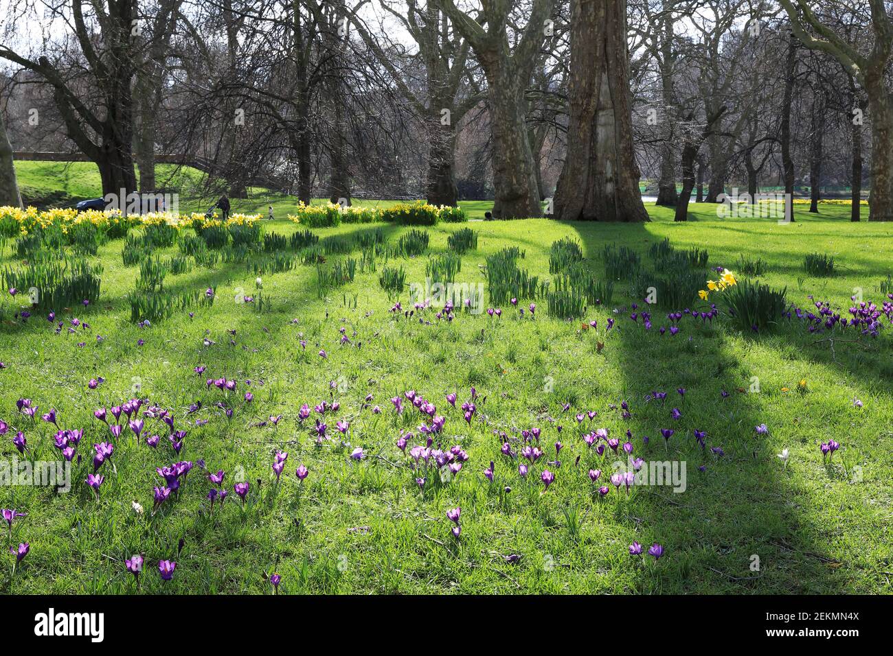 Hyde park london spring flowers hi-res stock photography and images - Alamy