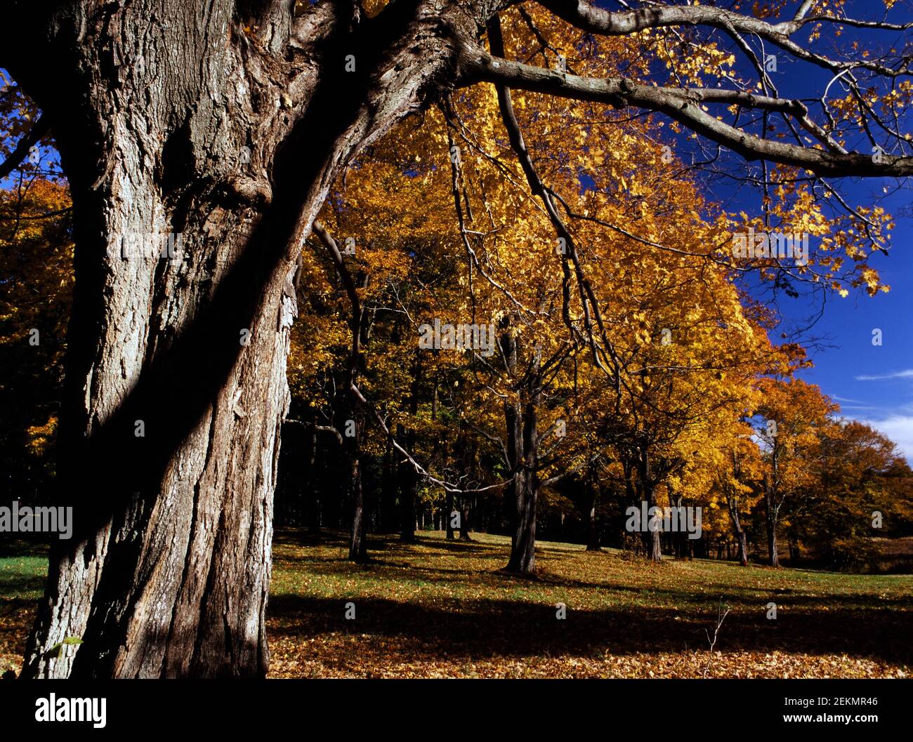 Hamilton landscapes hi-res stock photography and images - Alamy