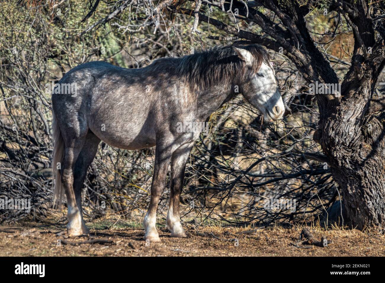 Salt River Wild Horses in Tonto National Forest near Phoenix, Arizona ...