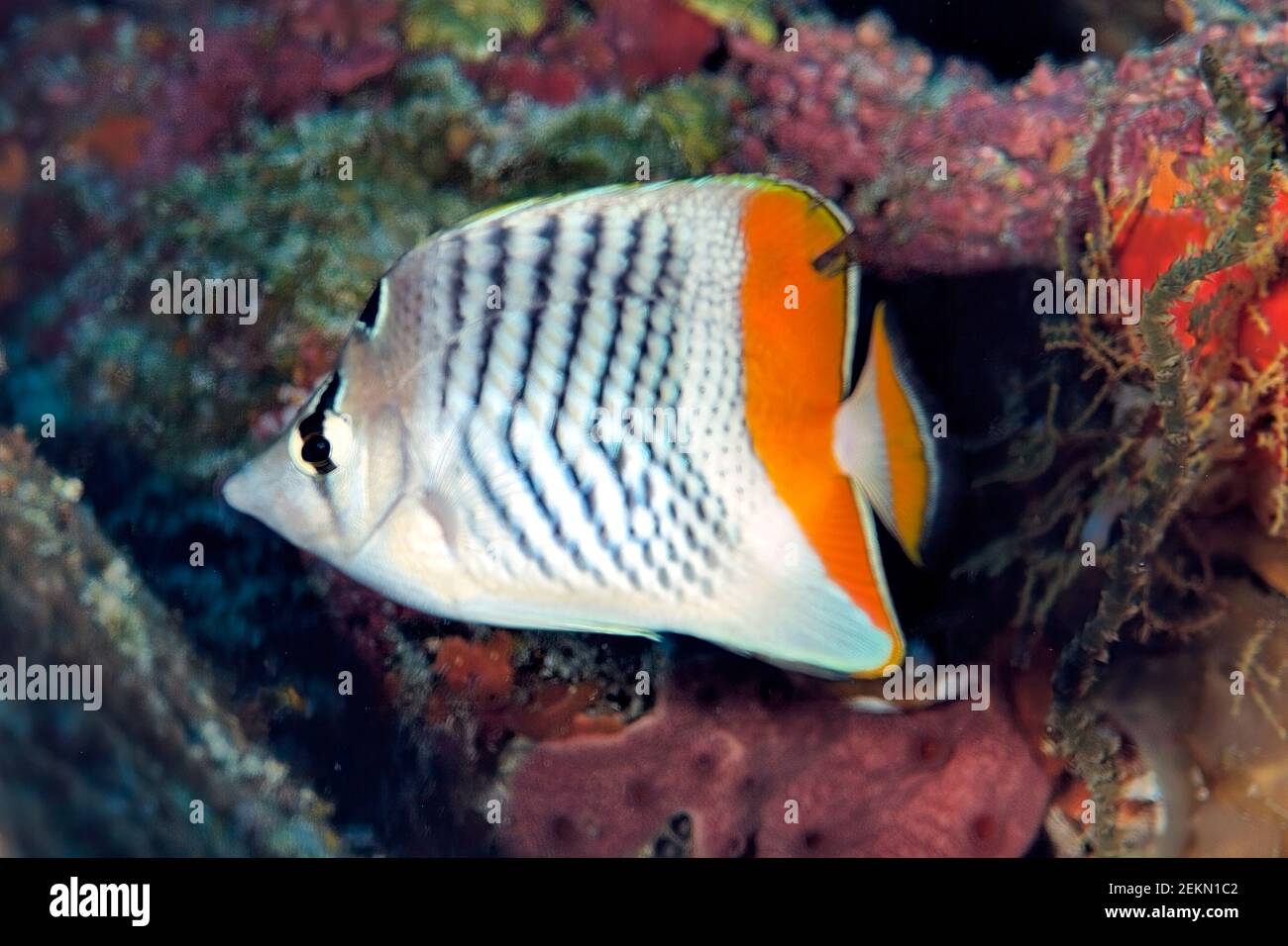 Chaetodon Madagaskariensis High Resolution Stock Photography and Images ...