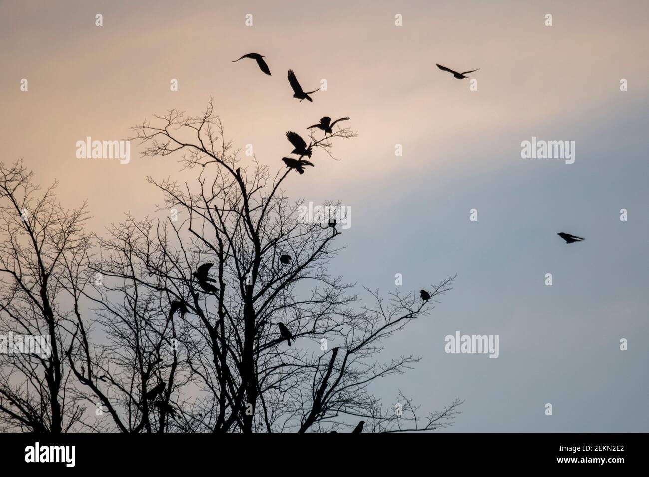 Carrion Crows (Corvus corone) flying onto tree Stock Photo - Alamy
