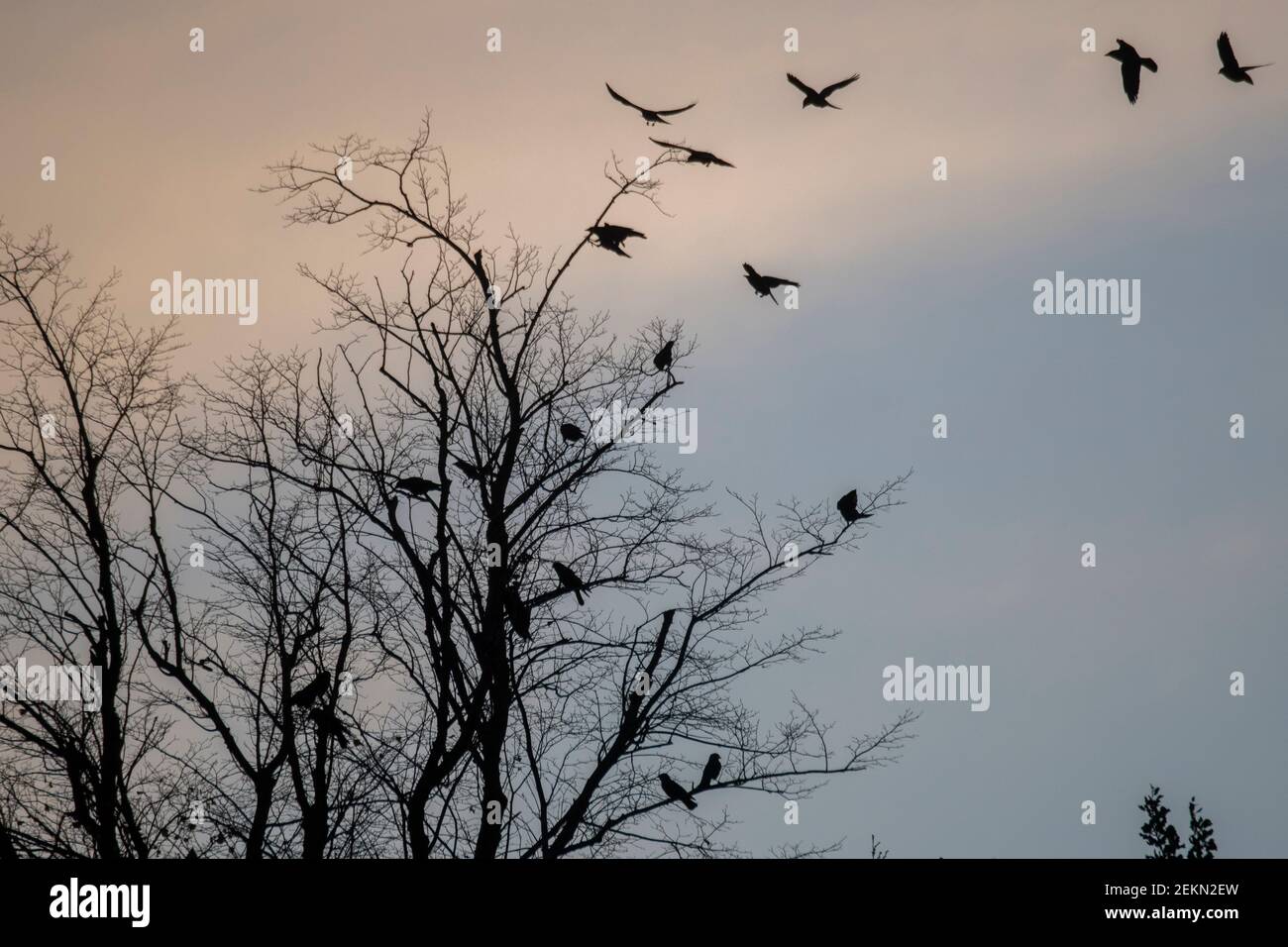 Crows and tree hi-res stock photography and images - Alamy