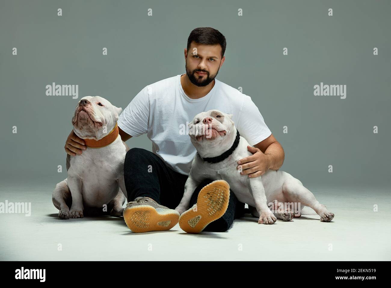 Handsome man and a charming dogs bully. Close-up, indoors. Studio photo ...
