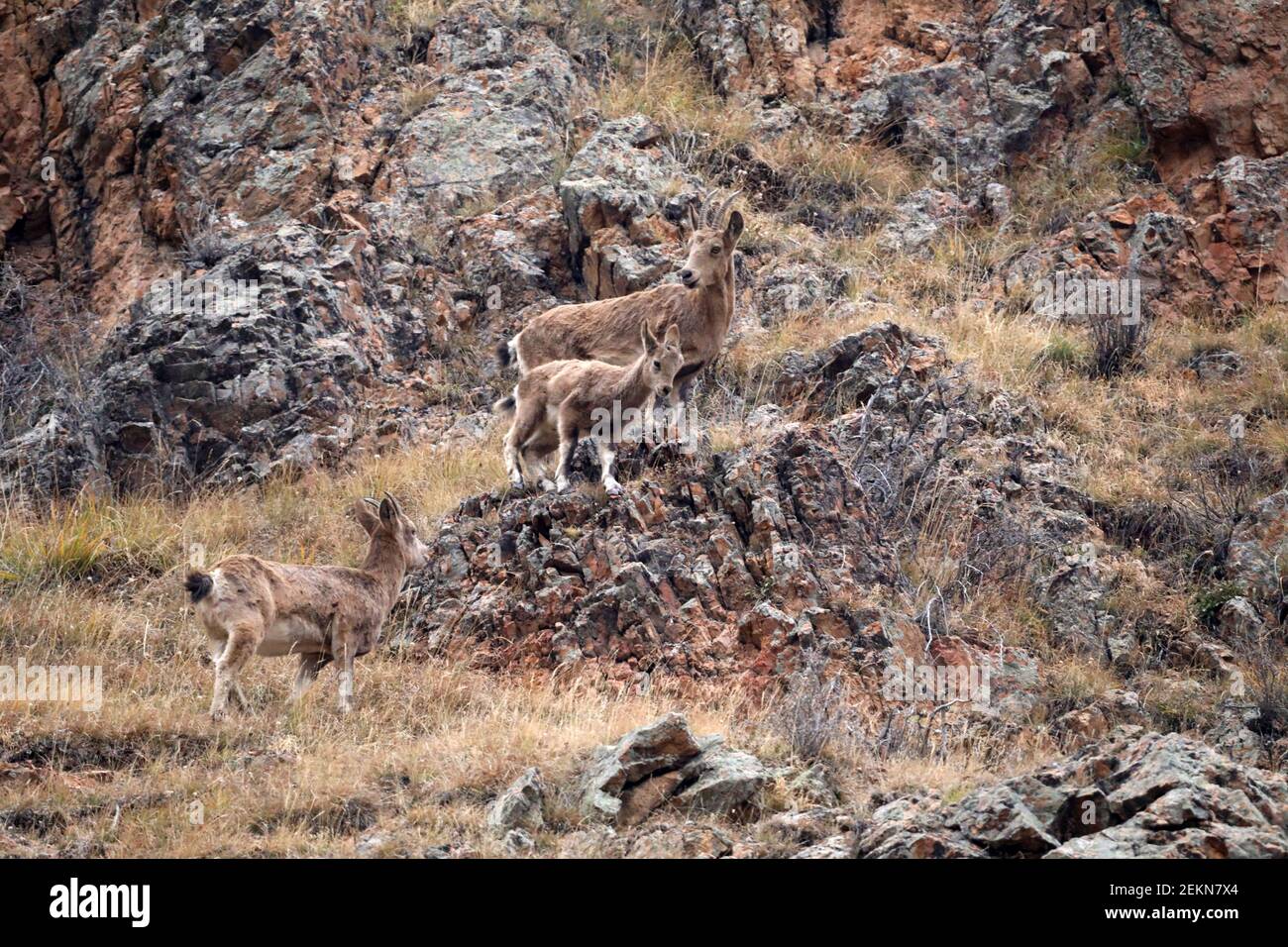 WENQUAN, CHINA - SEPTEMBER 27, 2020 - National protected animals The ...