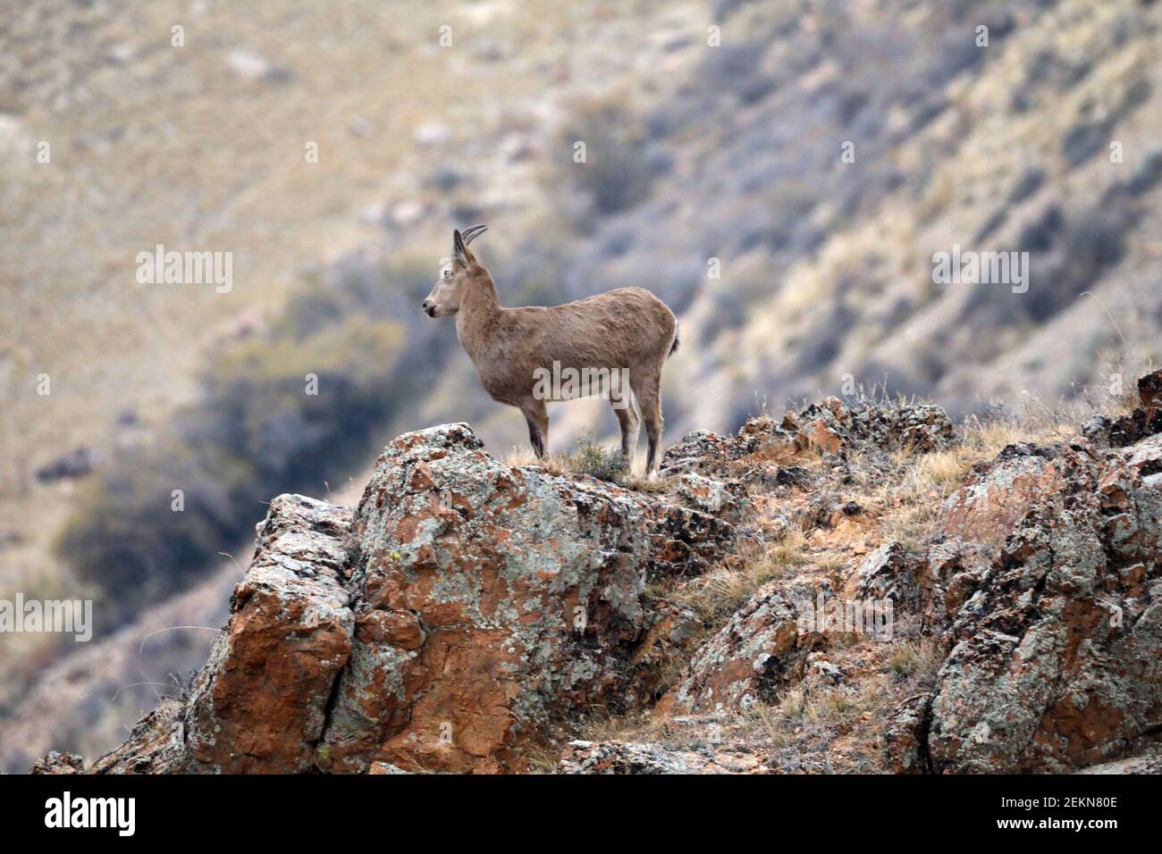 WENQUAN, CHINA - SEPTEMBER 27, 2020 - National protected animals The ...