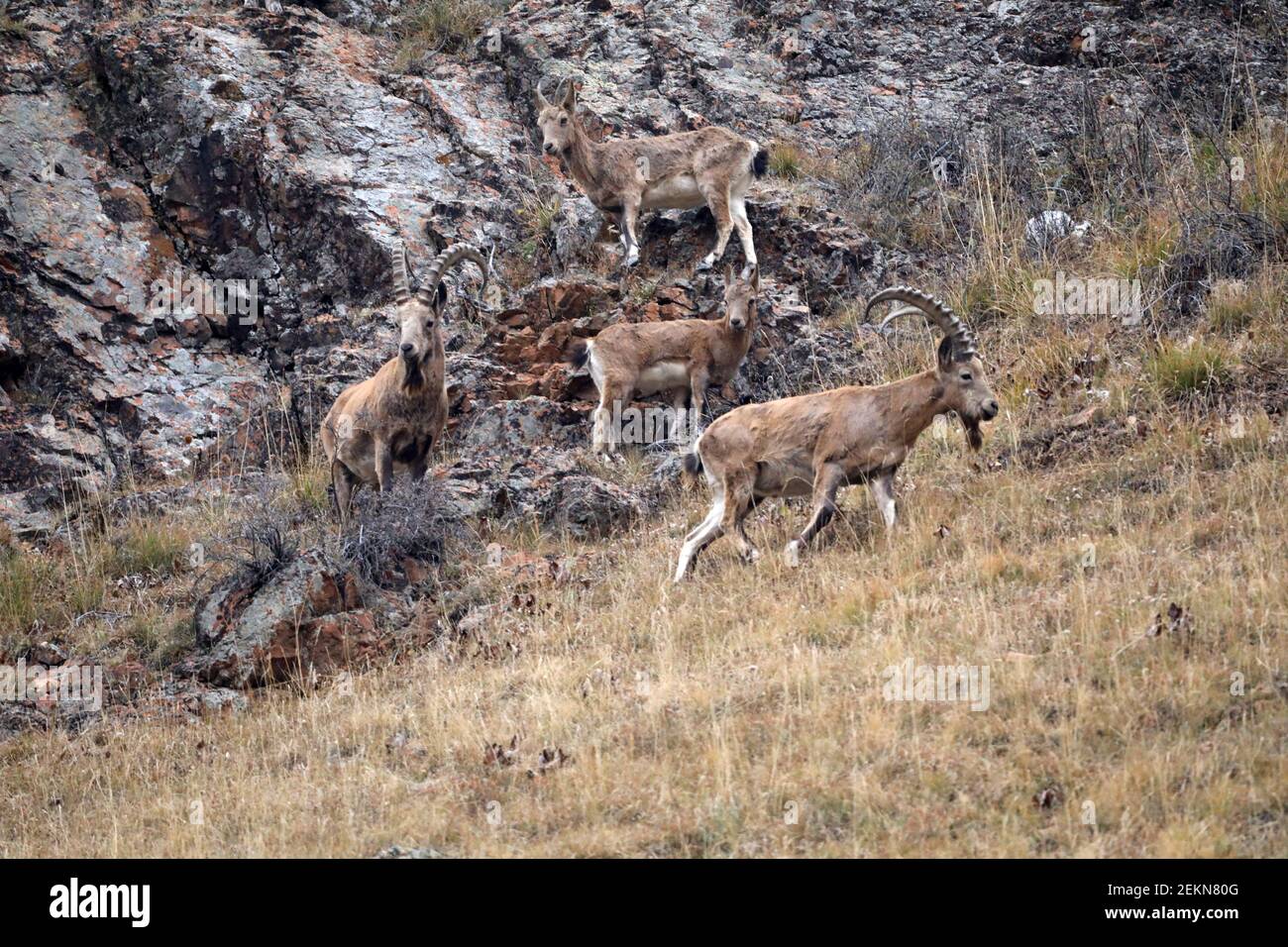WENQUAN, CHINA - SEPTEMBER 27, 2020 - National protected animals The ...