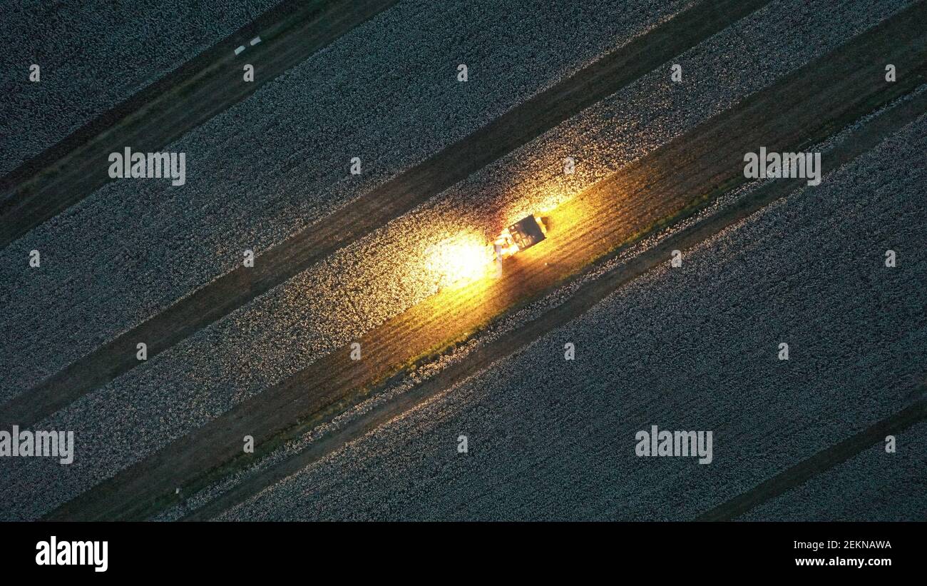 A night aerial view of a cotton picker working in the cotton field ...
