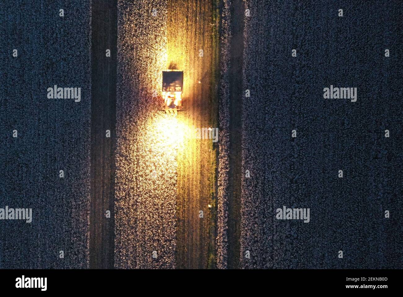A night aerial view of a cotton picker working in the cotton field ...