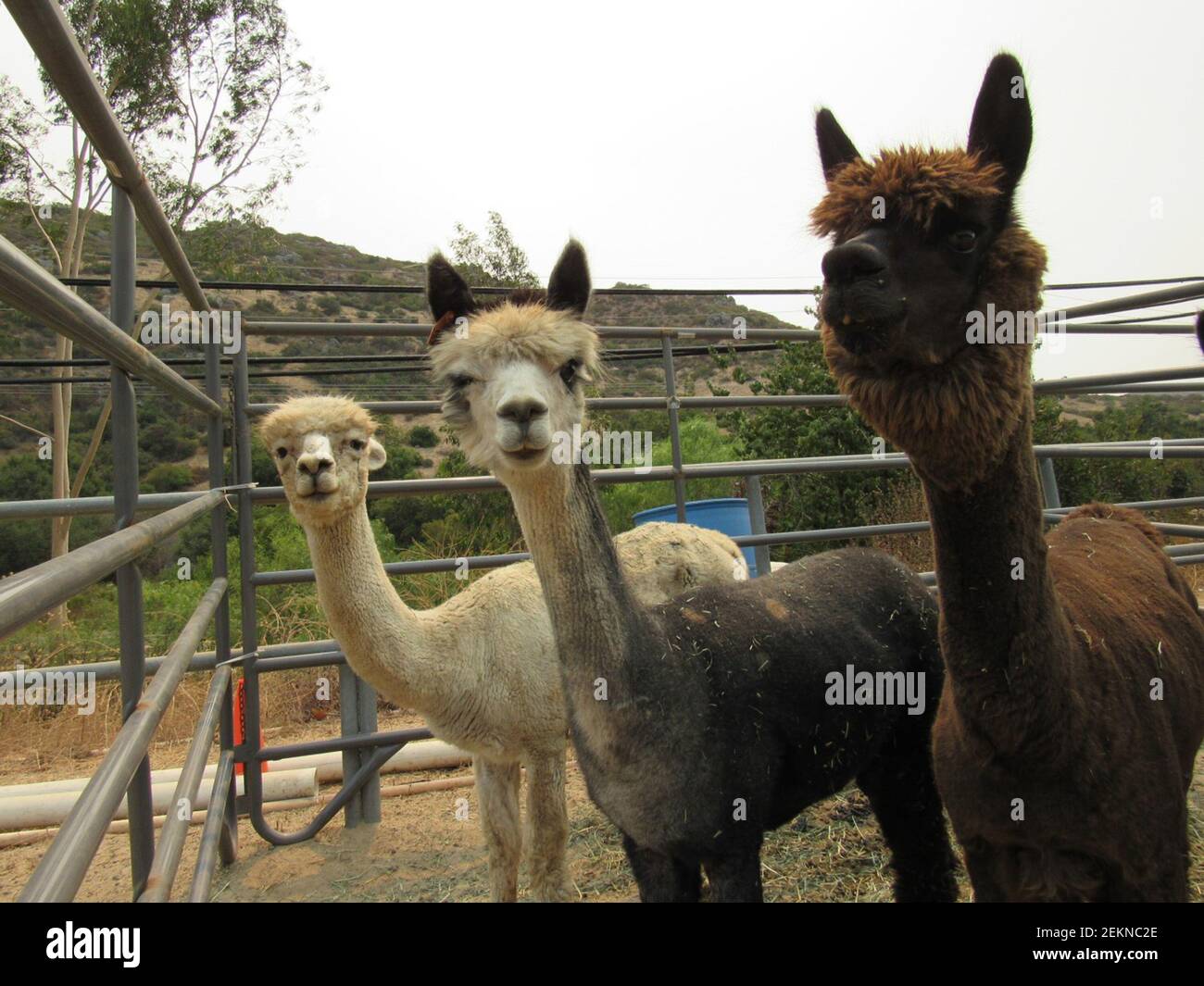 Post-wildfire, animals like these alpacas sheltering at a boarding site ...