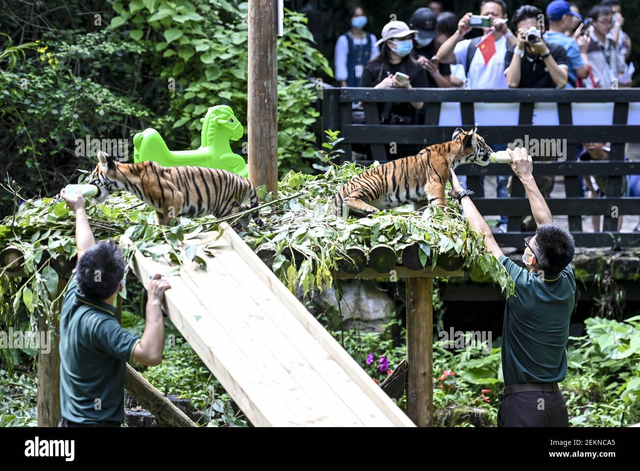 The South China tiger twins babies live happily at Chimelong Wildlife ...