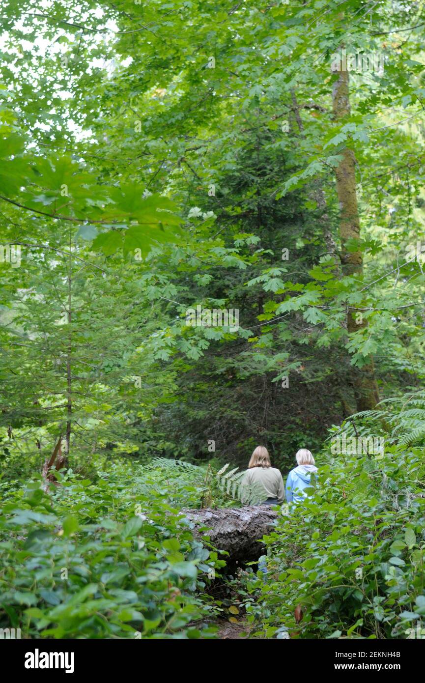 Lush vegetation along the hiking trail, Wallace Island, Gulf Islands ...