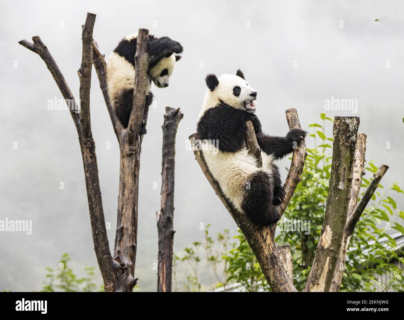 Giant pandas play at the China Conservation and Research Center for ...