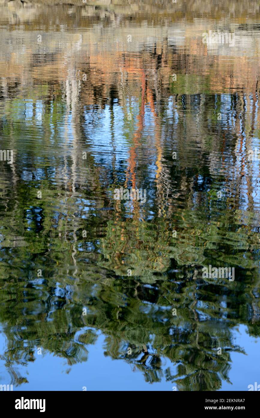 Arbutus trees reflected in the ocean at Conover Cove, Wallace Island ...