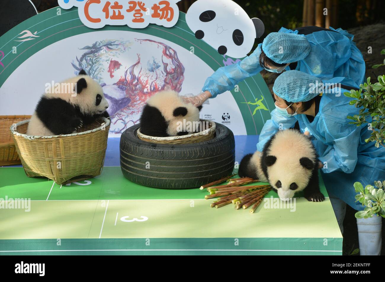 Staff take care of panda cubs who were born in 2020 are gathered and ...