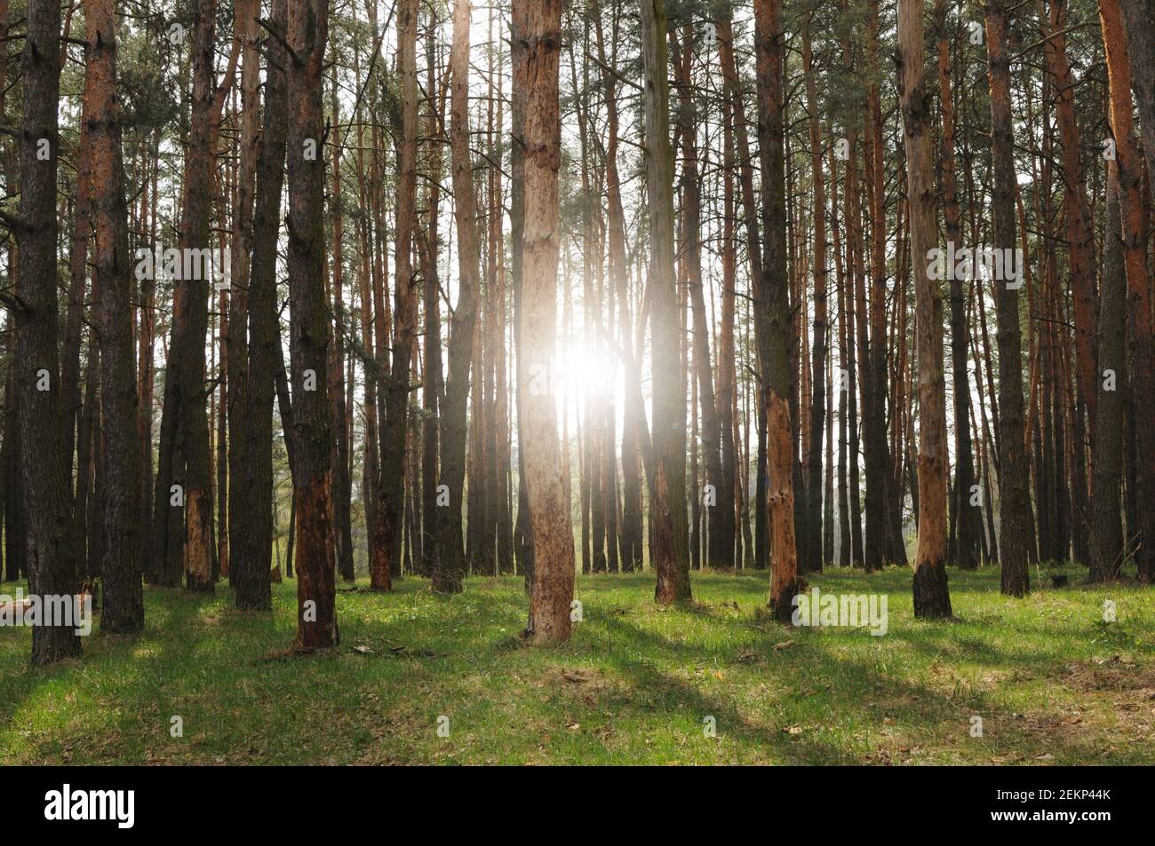 Landscape of spring pine trees with back sun light and shadows ...