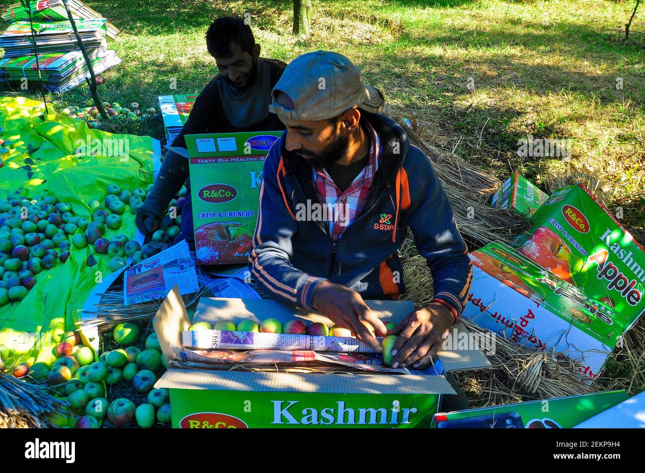 A farmer packs fresh apples in an orchard during harvesting season on ...