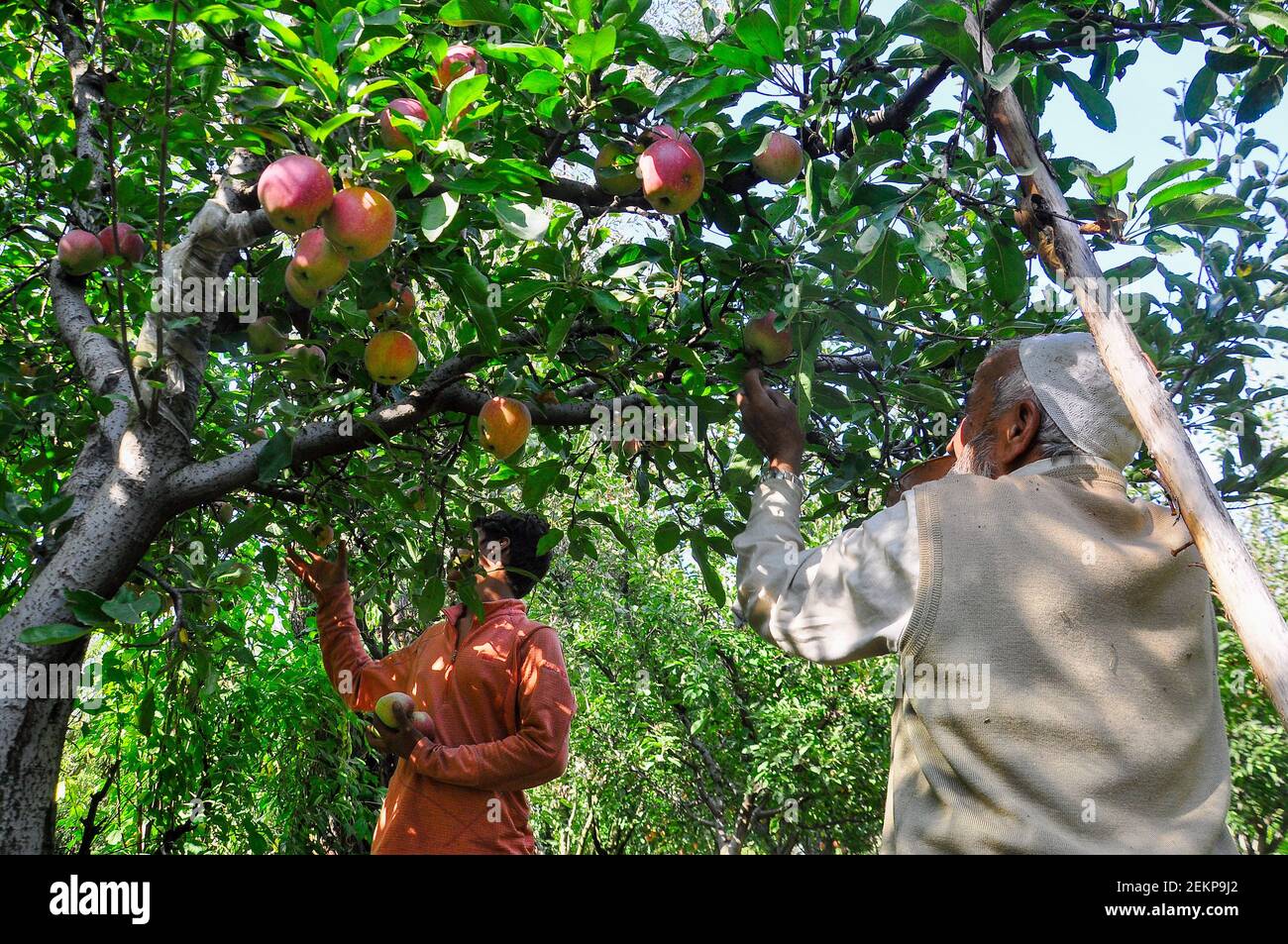 Farmers pick fresh apples in an orchard during harvesting season on the ...